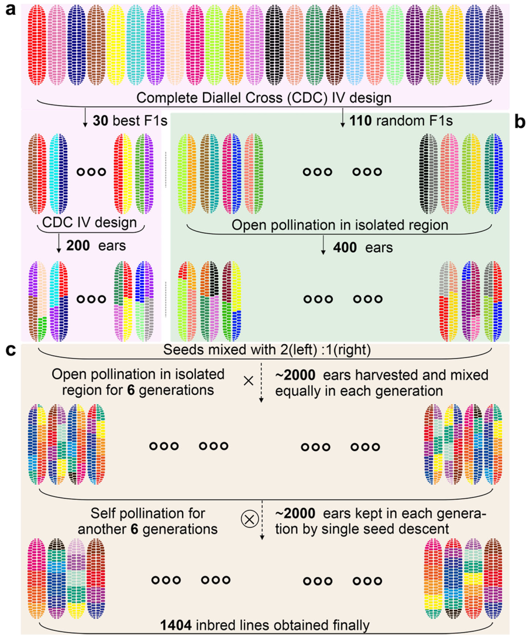 CUBIC: an atlas of genetic architecture promises directed maize improvement | Jingyun Luo
