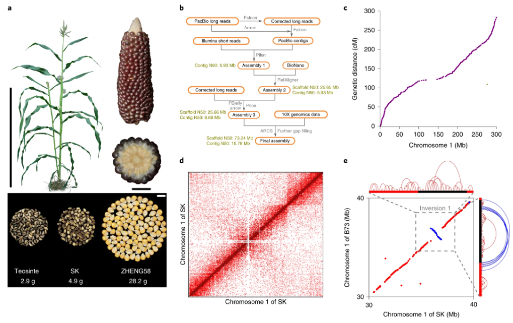Genome assembly of a tropical maize inbred line provides insights into ...